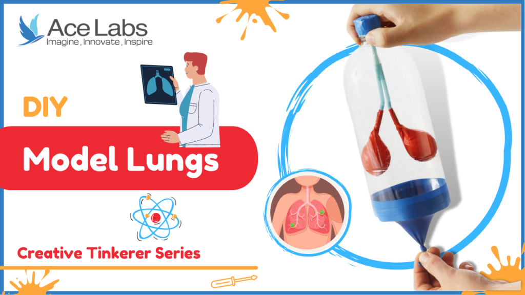 Model Lungs – DIYSTEMKIDS